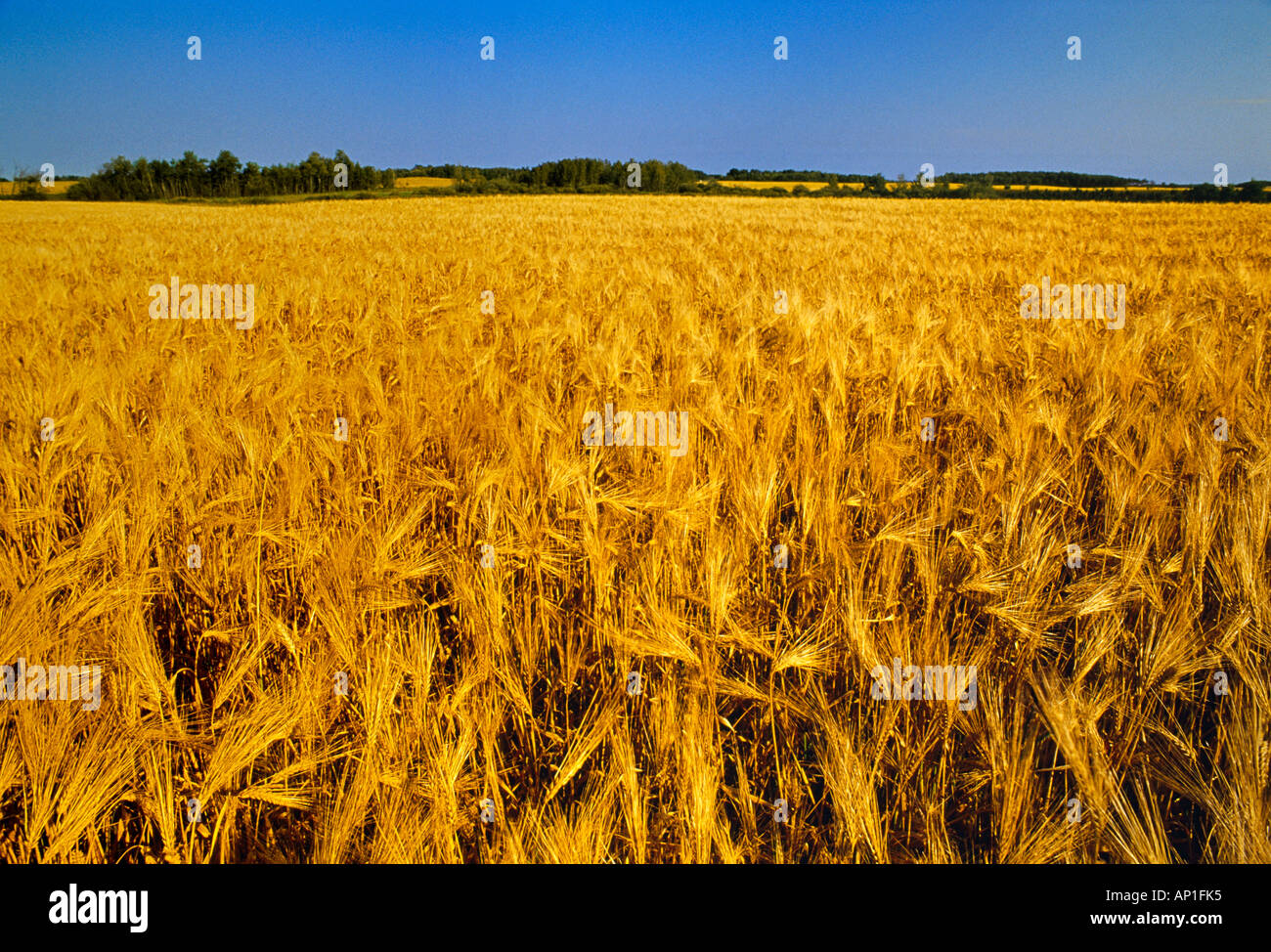 Malting 6 row barley hi-res stock photography and images - Alamy
