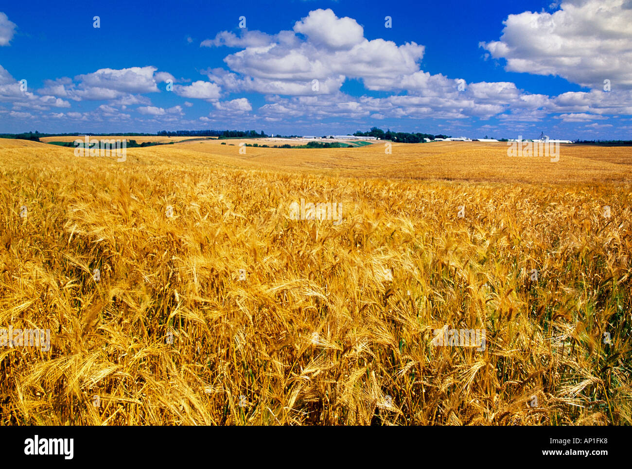 Barley farmstead hi-res stock photography and images - Alamy