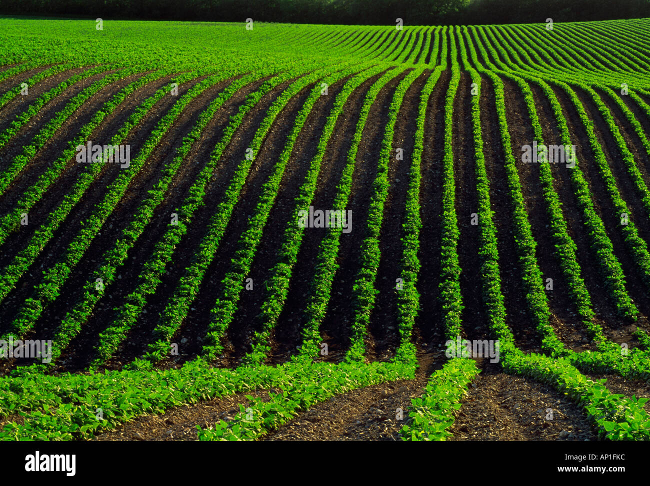 Mid growth dry beans hi-res stock photography and images - Alamy