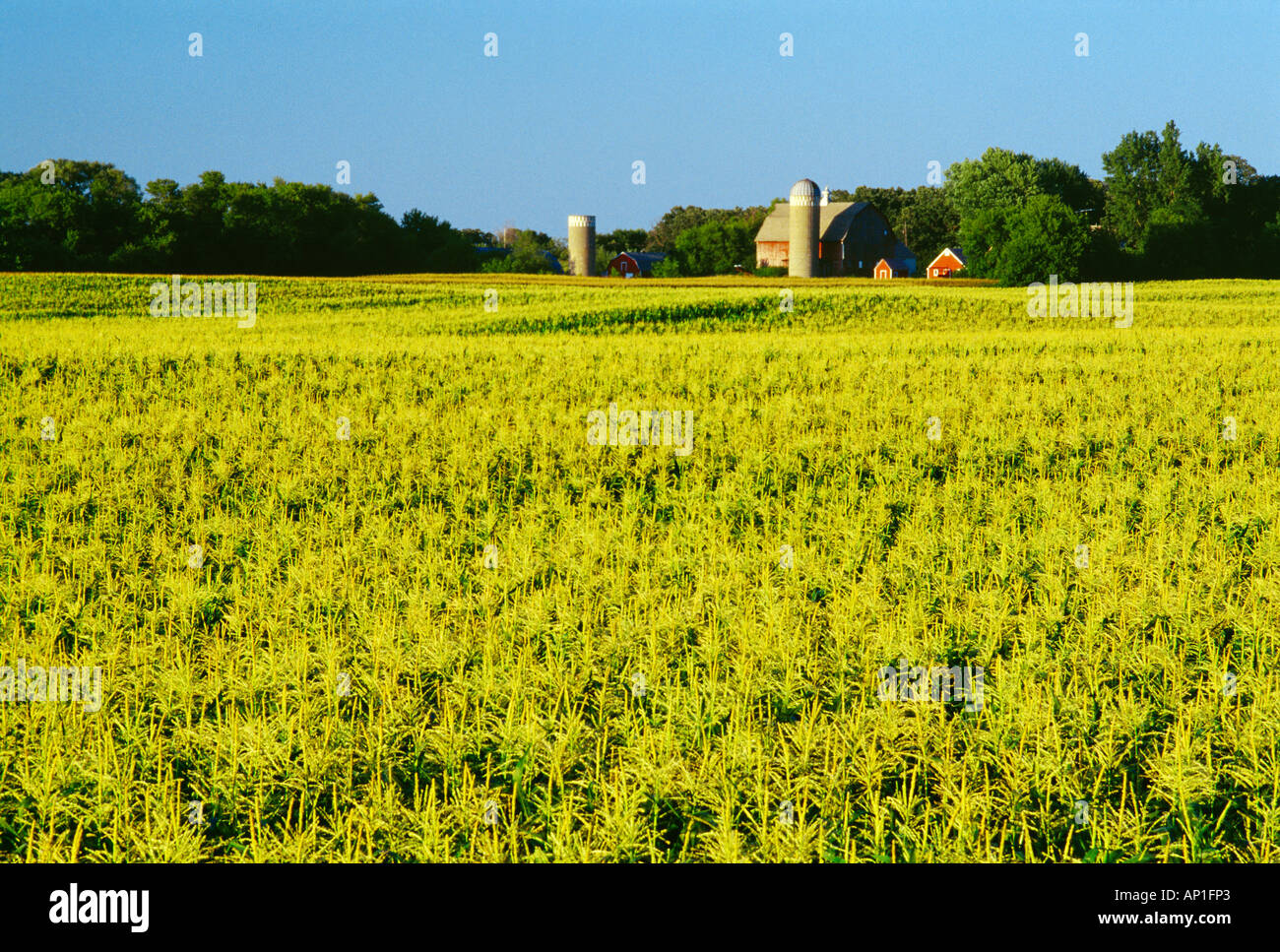 Agriculture - A field of fully tasseled mid growth grain corn with a ...