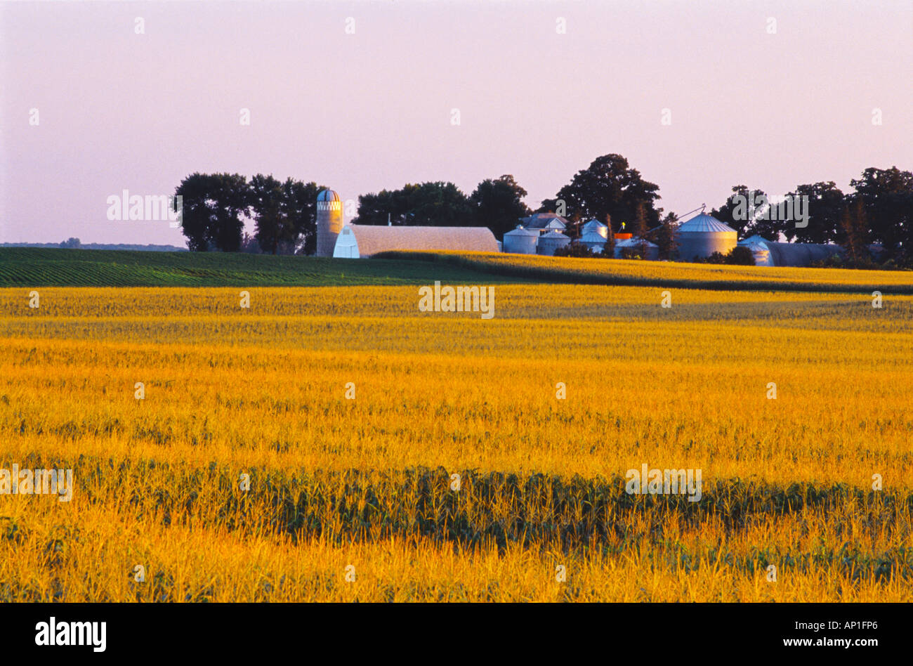 Large rolling field of fully tasseled mid growth grain corn in late ...