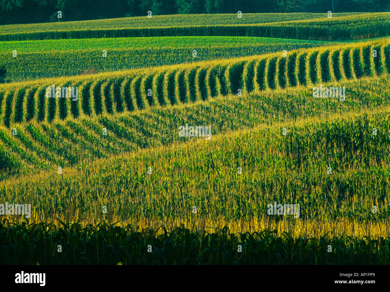 Agriculture Rolling Fields Of Fully Tasseled Mid Growth Grain Corn