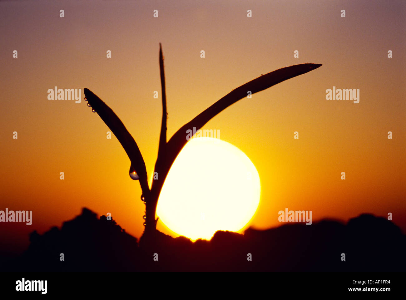 Early stage of development hi-res stock photography and images - Alamy