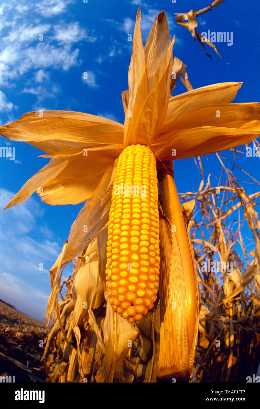 Mature harvest ready ear of grain corn on the stalk in a partially ...