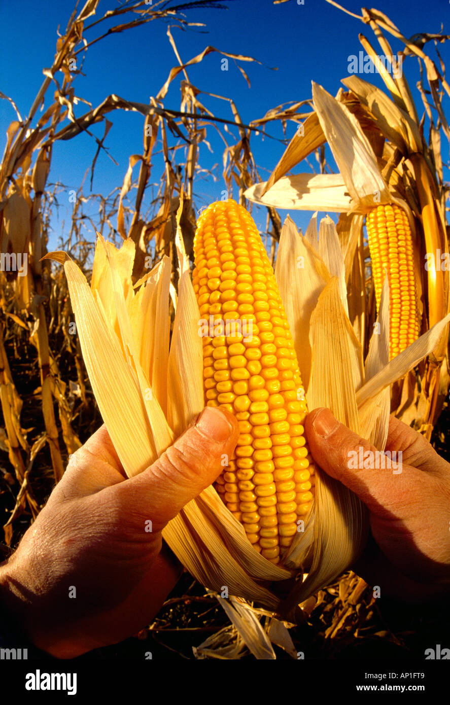Agriculture - A farmer's hands open the husk of a harvest ready ear of ...