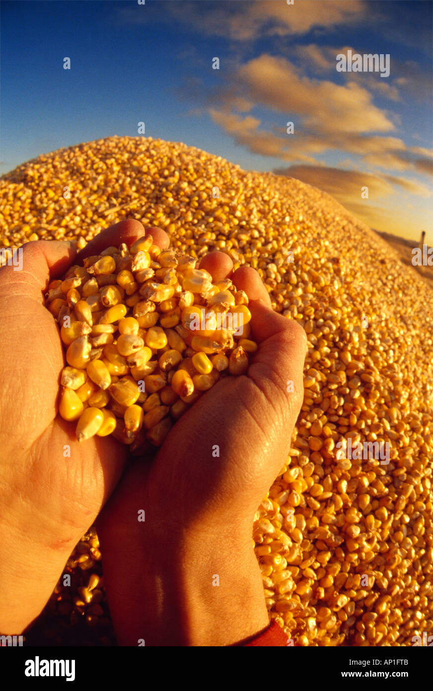 Agriculture - A farmer's hands hold corn kernels above a grain wagon ...