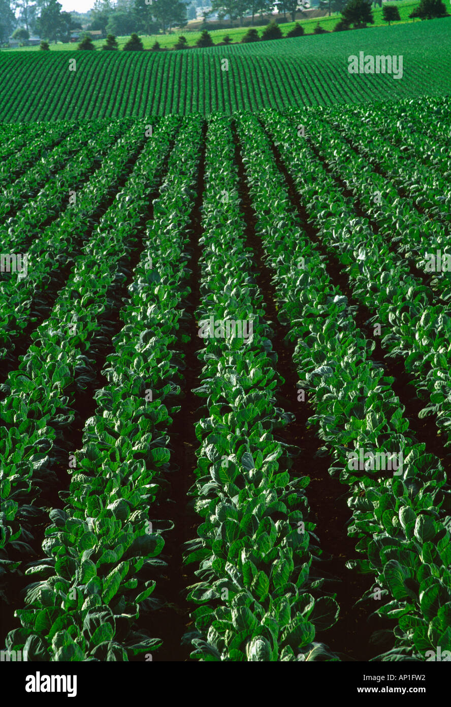 Agriculture - Rolling mid growth brussels sprout field / Watsonville ...