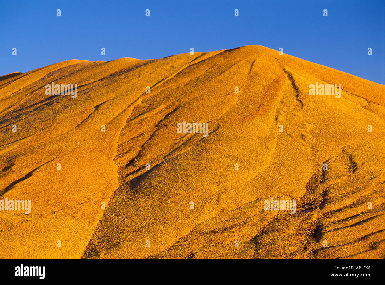 Large pile of harvested grain corn overflow at a grain elevator during ...
