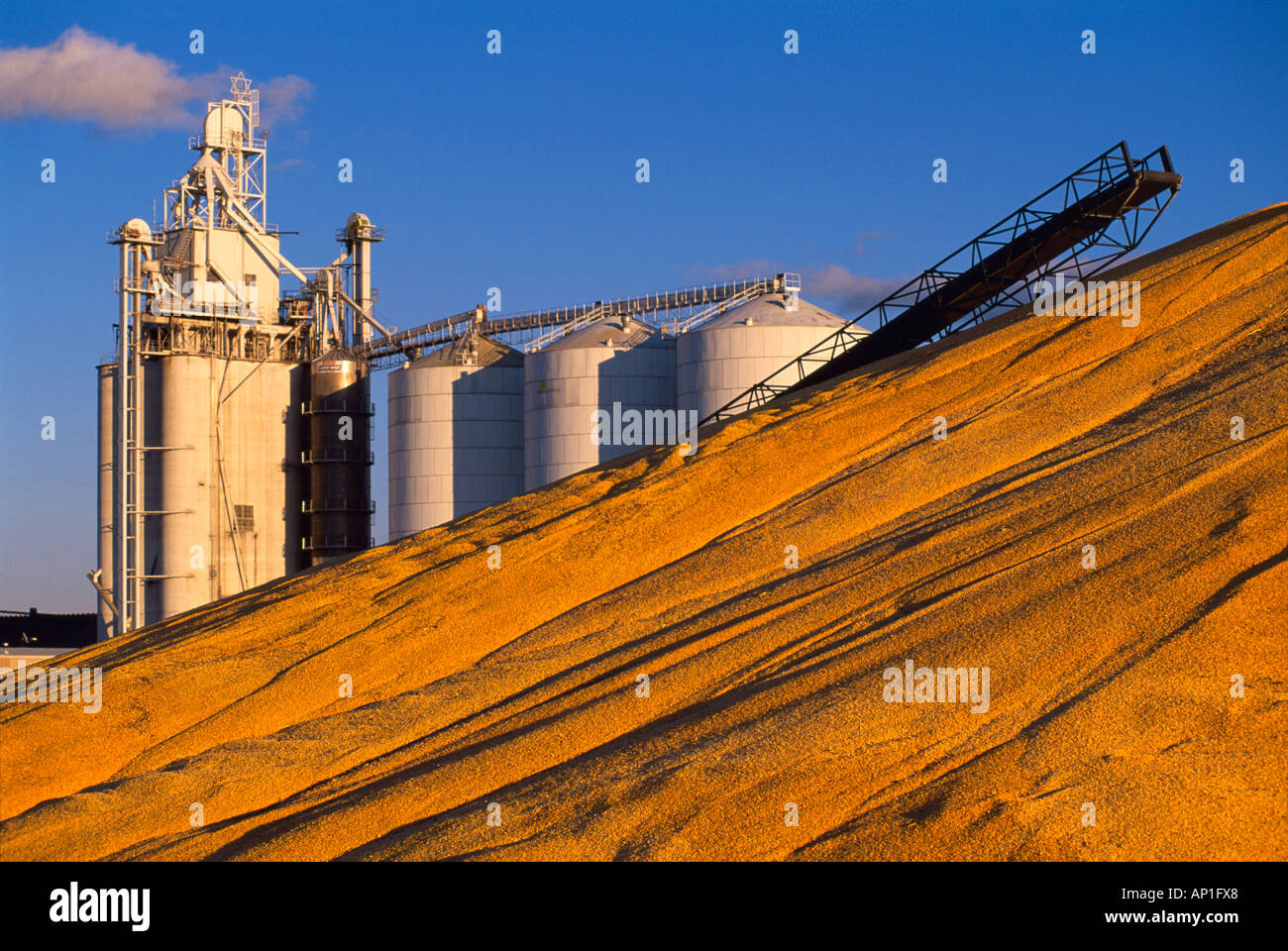 Large pile of harvested grain corn and conveyor overflow corn at a ...