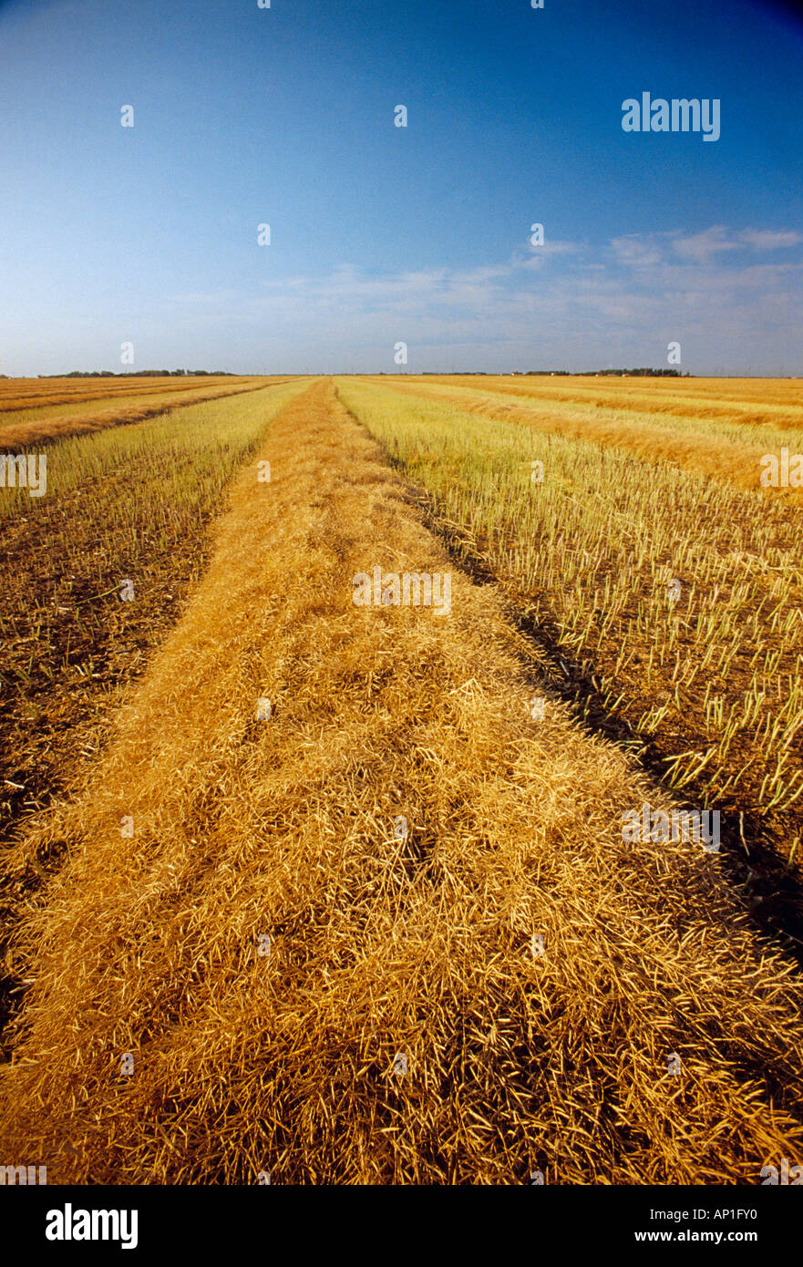 Agriculture - Rows of swathed harvest ready high yield canola (rape ...