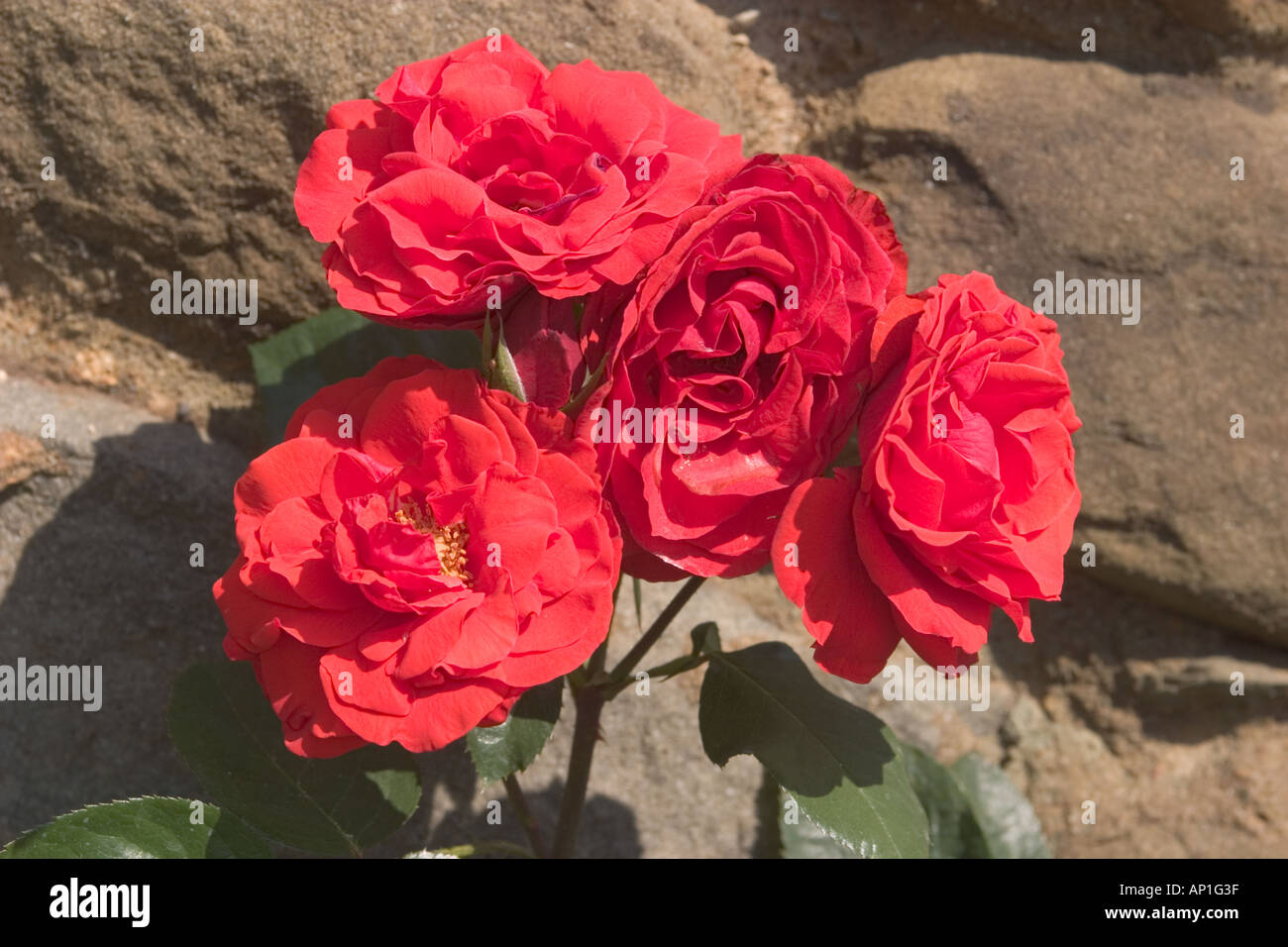 Red rose bush Stock Photo - Alamy