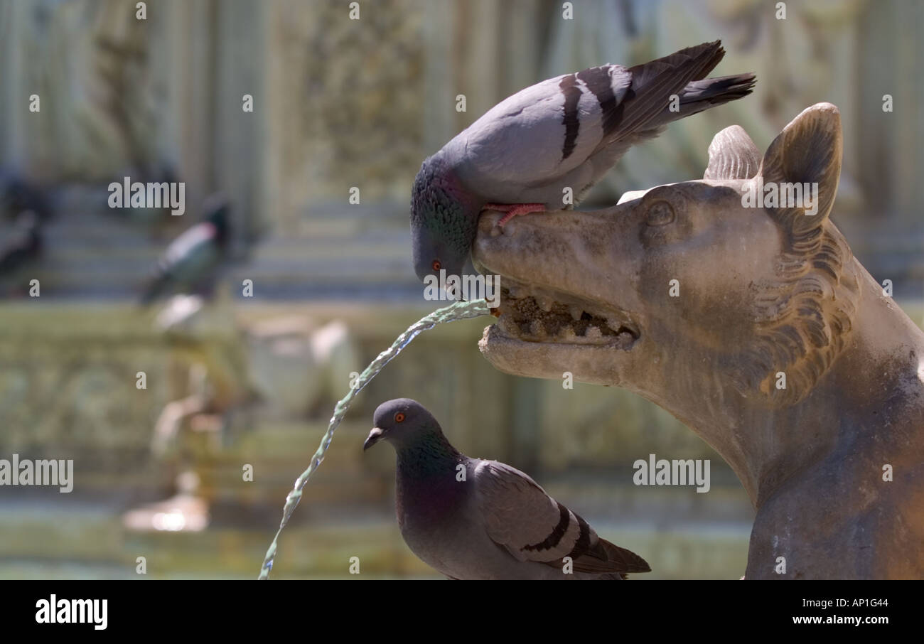 Wolf statue pigeons hi-res stock photography and images - Alamy