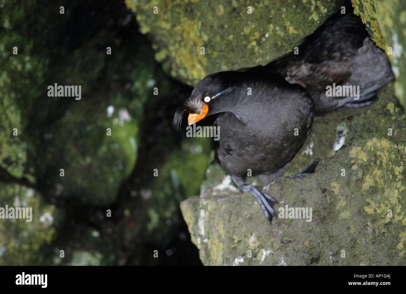 Auklet auk let cliff bird berin hi-res stock photography and images - Alamy
