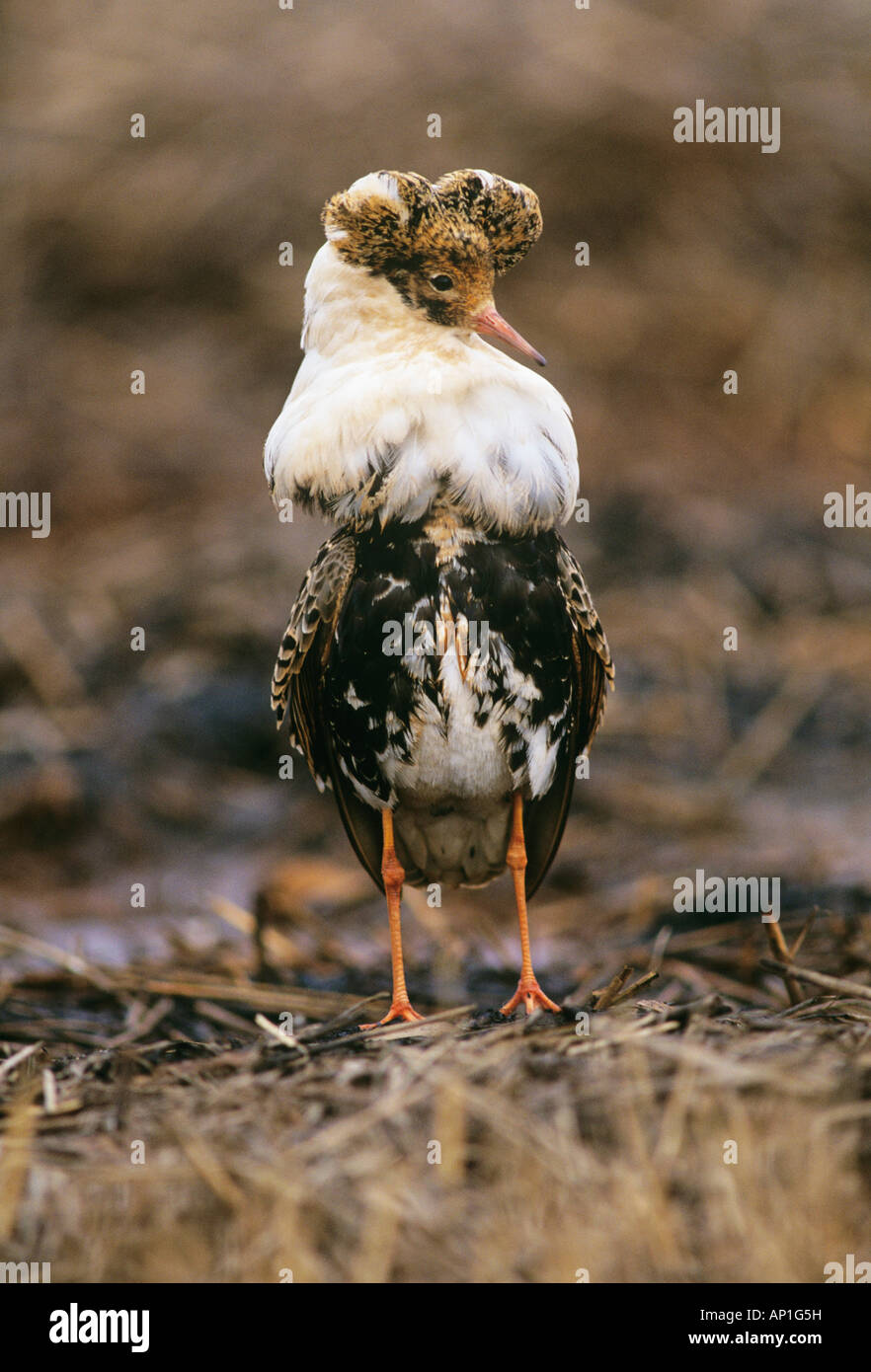 Ruff Philomachus pugnax male in breeding plumage displaying at lek ...