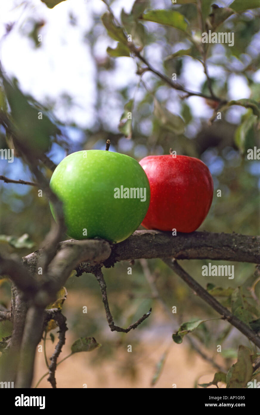 Duo apple tree hi-res stock photography and images - Alamy