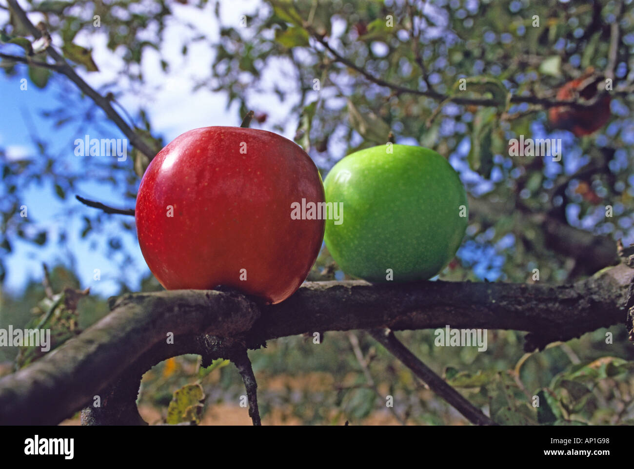 Duo apple tree hi-res stock photography and images - Alamy