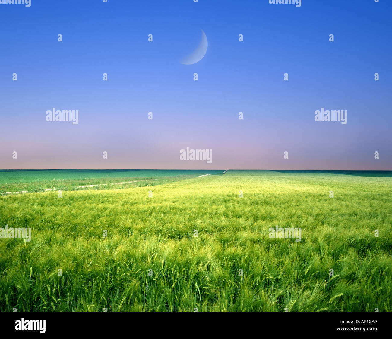 Moon over wheat field hi-res stock photography and images - Alamy