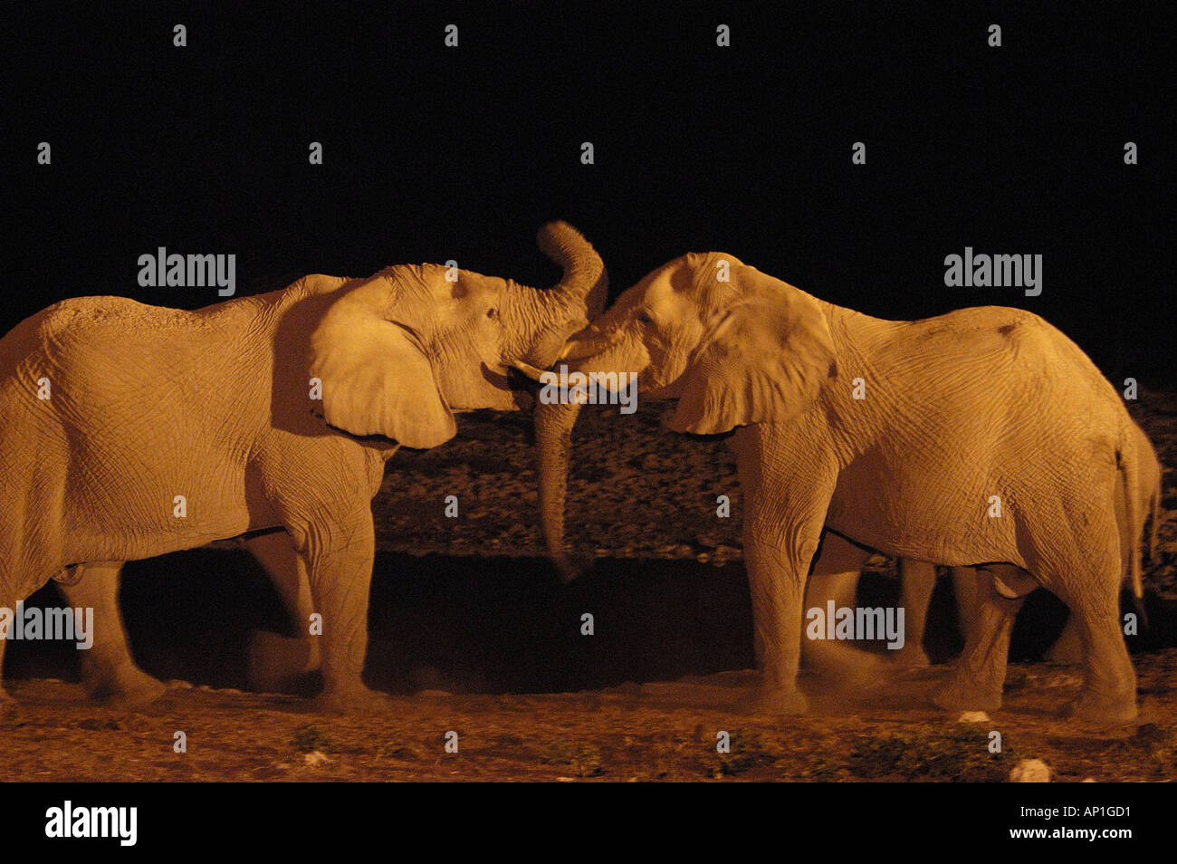 Elephants greeting each other hi-res stock photography and images - Alamy