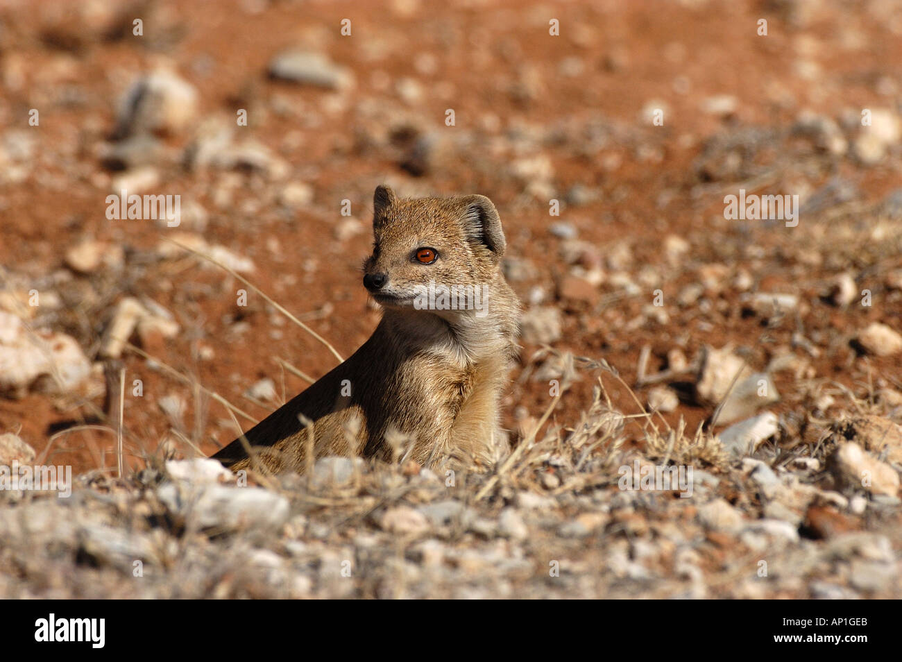Yellow Mongoose Cynictis pencillata at burrow Etosha Namibia Stock ...