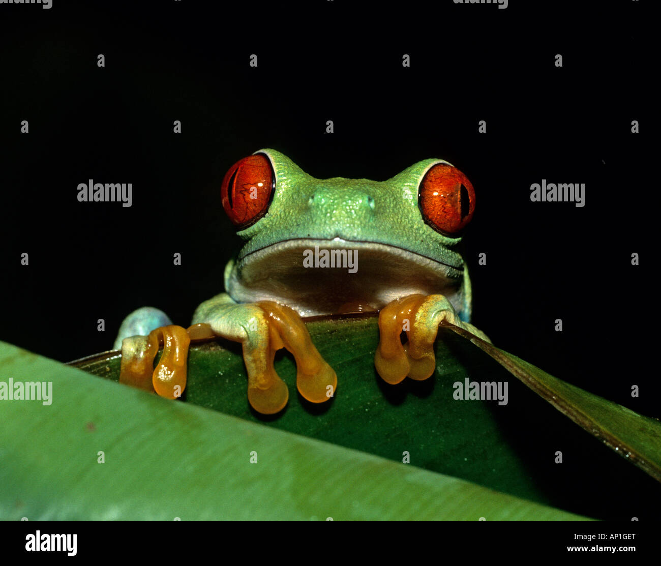 Red eyed Tree Frog peering over leaf captive Stock Photo - Alamy