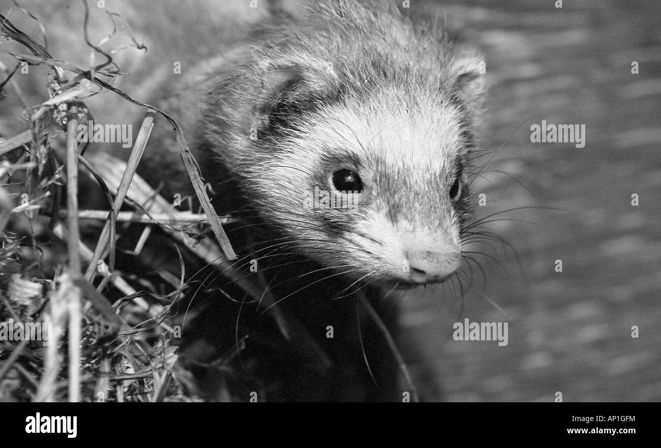 Pet safety at home Black and White Stock Photos & Images - Alamy