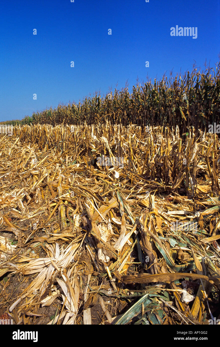 Agriculture - Corn stubble and debris in the foreground with standing ...