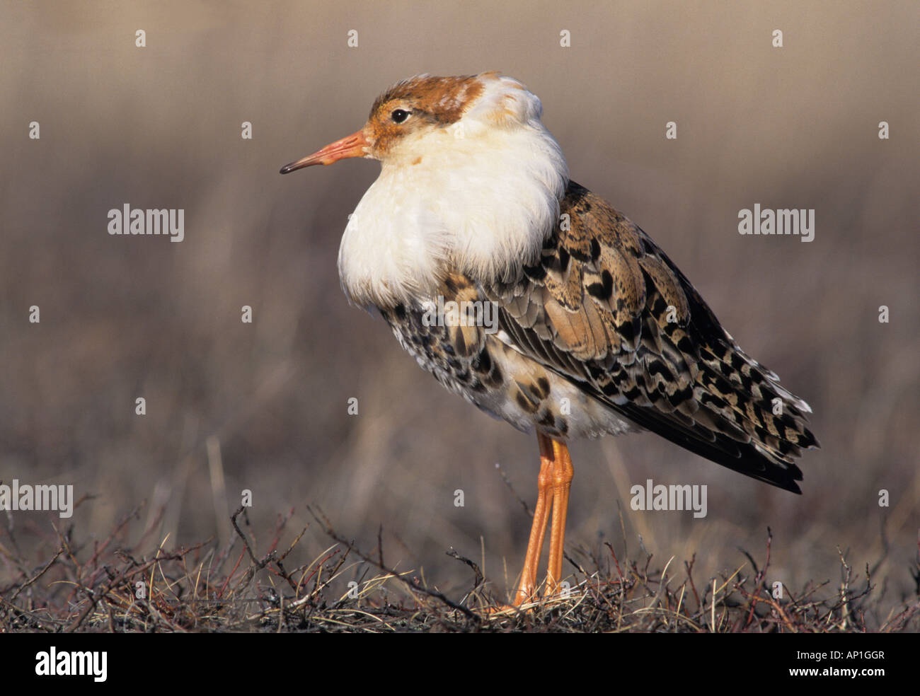 Ruff Philomachus pugnax male in breeding plumage at lek Finland May ...