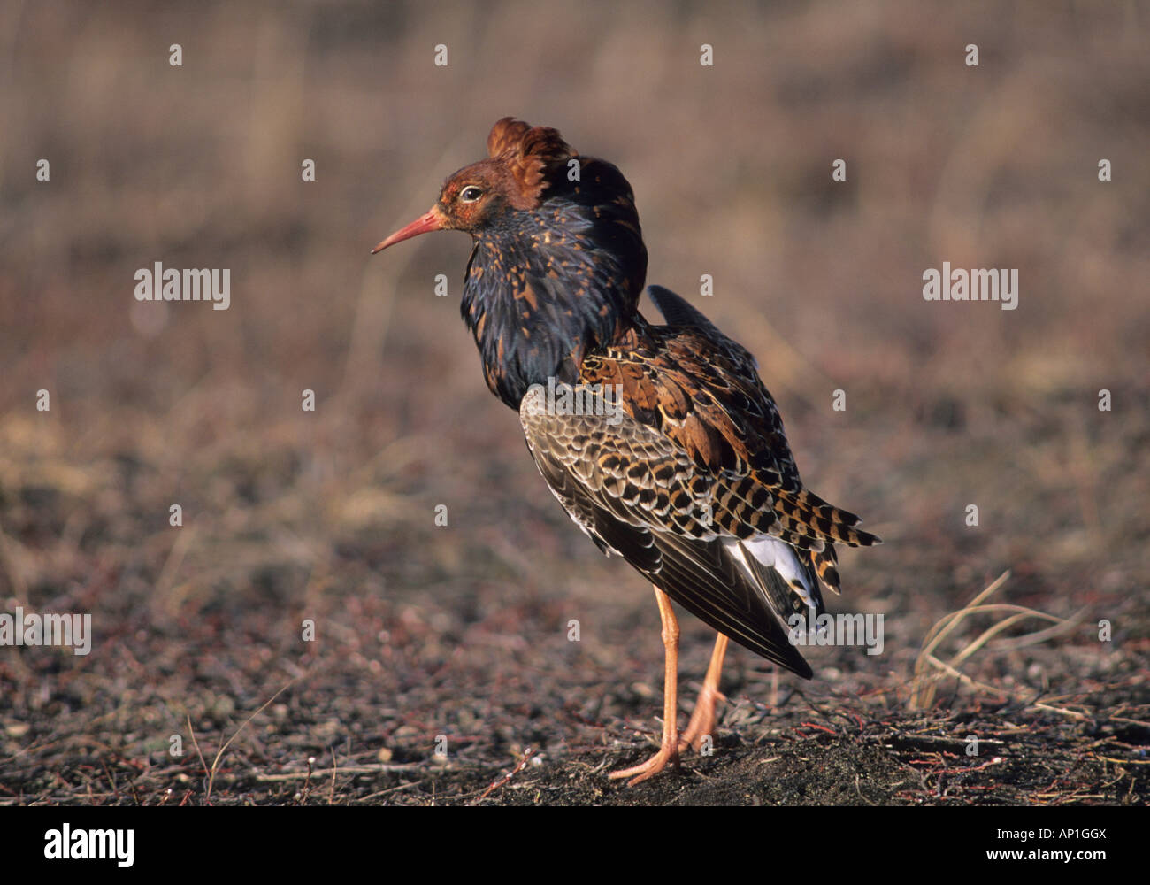 Ruff Philomachus pugnax male in breeding plumage at lek Finland May ...
