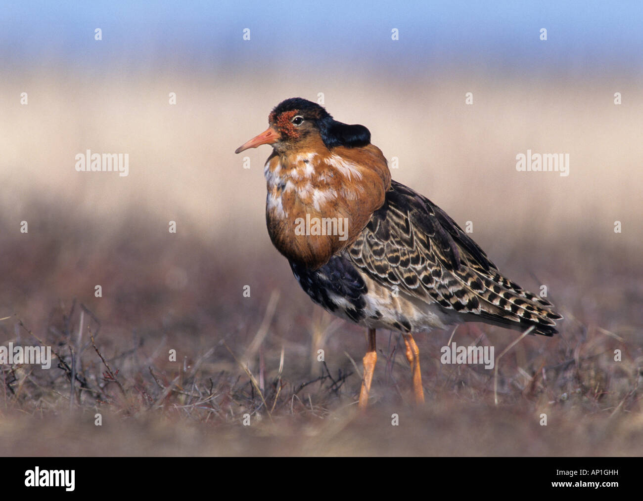 Ruff Philomachus pugnax male in breeding plumage at lek Finland May ...