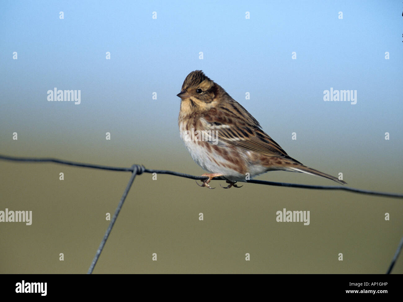 Rustic Bunting Emberiza rustica migrant on Fair Isle autumn Stock Photo ...