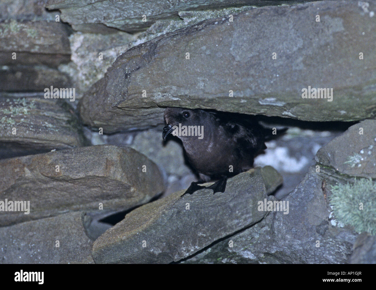European Storm Petrel Hydrobates pelagicus peering from entrance to ...