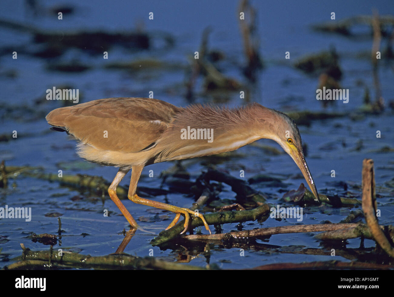 Indian bittern hi-res stock photography and images - Alamy