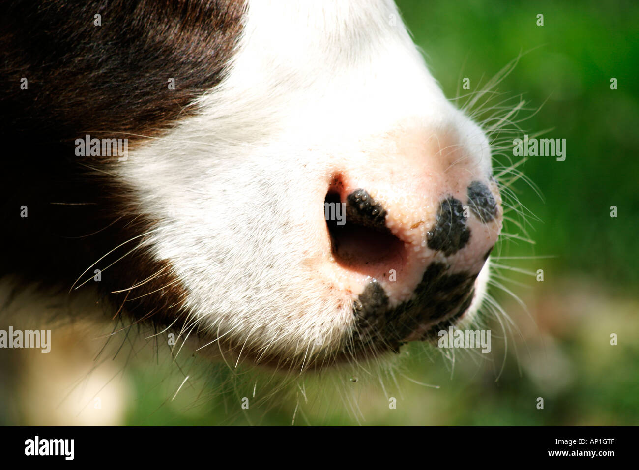 Cow lip hi-res stock photography and images - Alamy