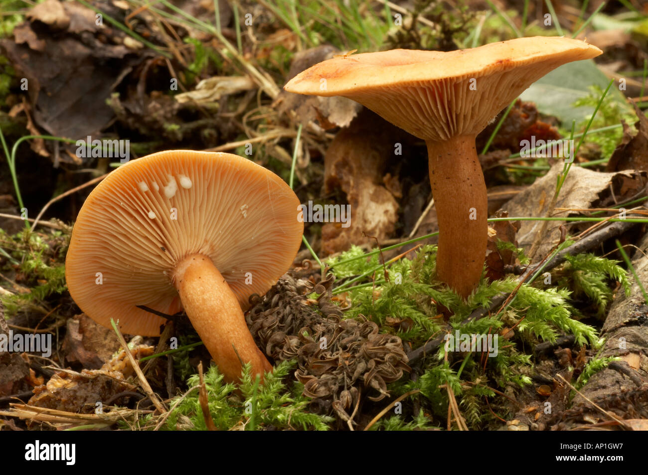 Lactarius tabidus hi-res stock photography and images - Alamy