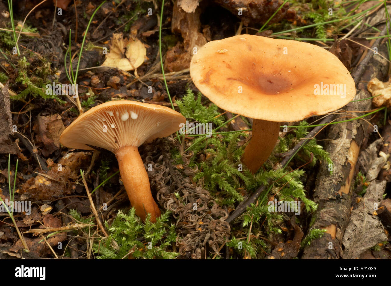 Lactarius tabidus hi-res stock photography and images - Alamy