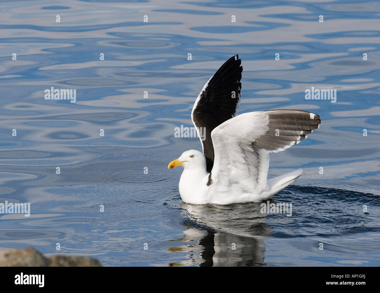 Southern kelp gull larus hi-res stock photography and images - Alamy