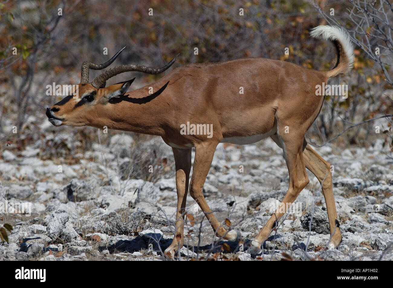 Male female black buck hi-res stock photography and images - Alamy