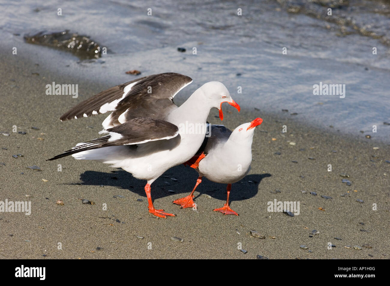 Beagle channel wildlife hi-res stock photography and images - Alamy