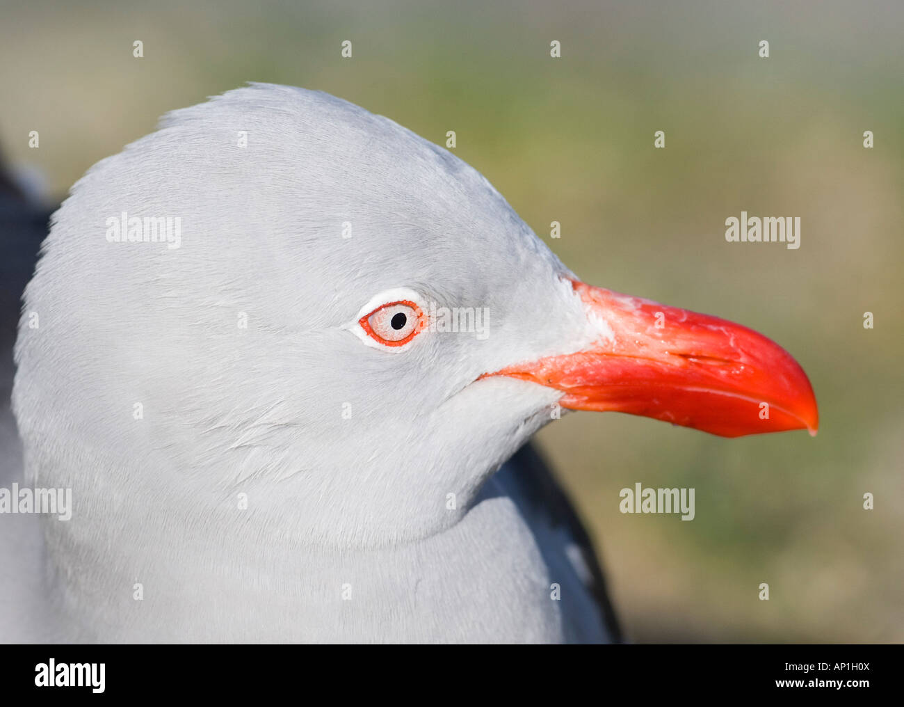 Adult dolphin gull hi-res stock photography and images - Alamy