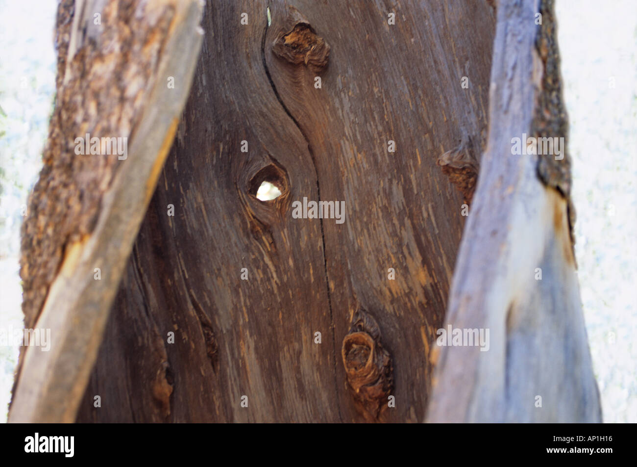 Gutted tree hi-res stock photography and images - Alamy