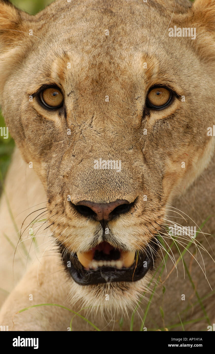 Large Staring Eyes