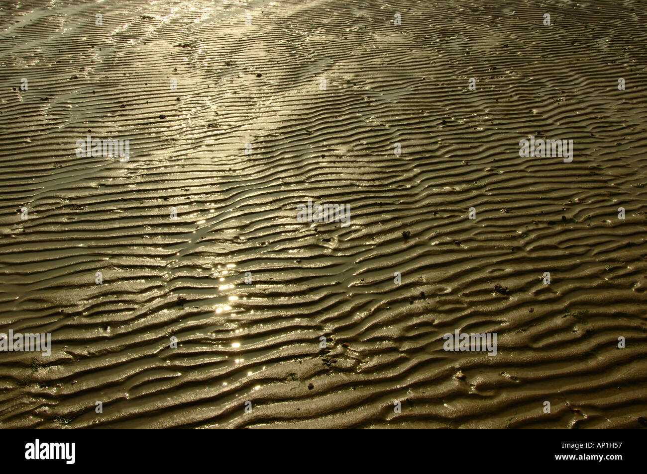 Ripple patterns in sandy sea shore Stock Photo - Alamy