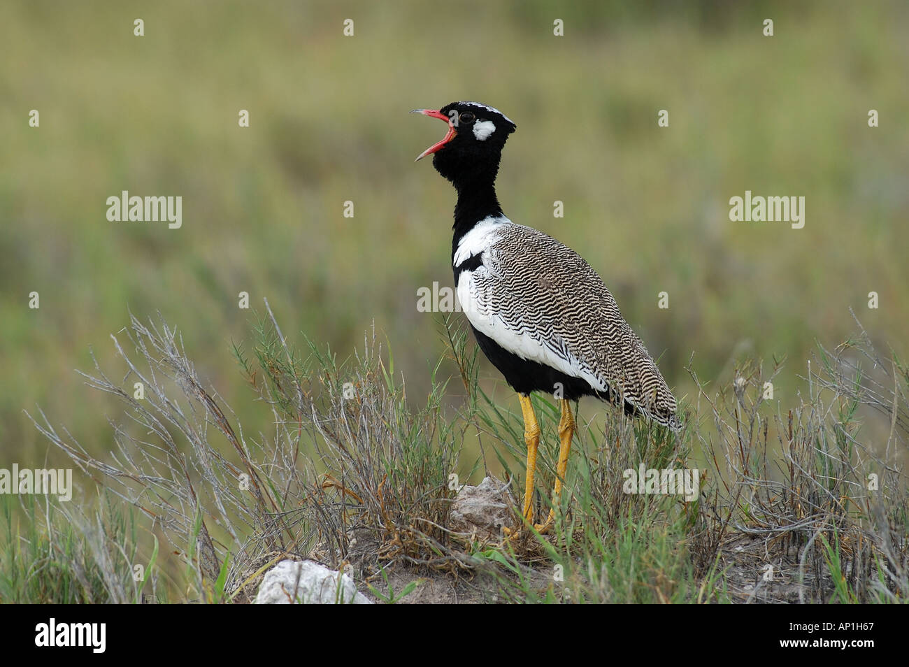 Male Northern Black Korhaan Eupodotis afraoides calling Etosha Namibia ...