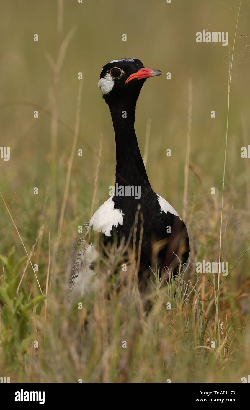 Male Northern Black Korhaan Eupodotis afraoides Etosha Namibia Stock ...