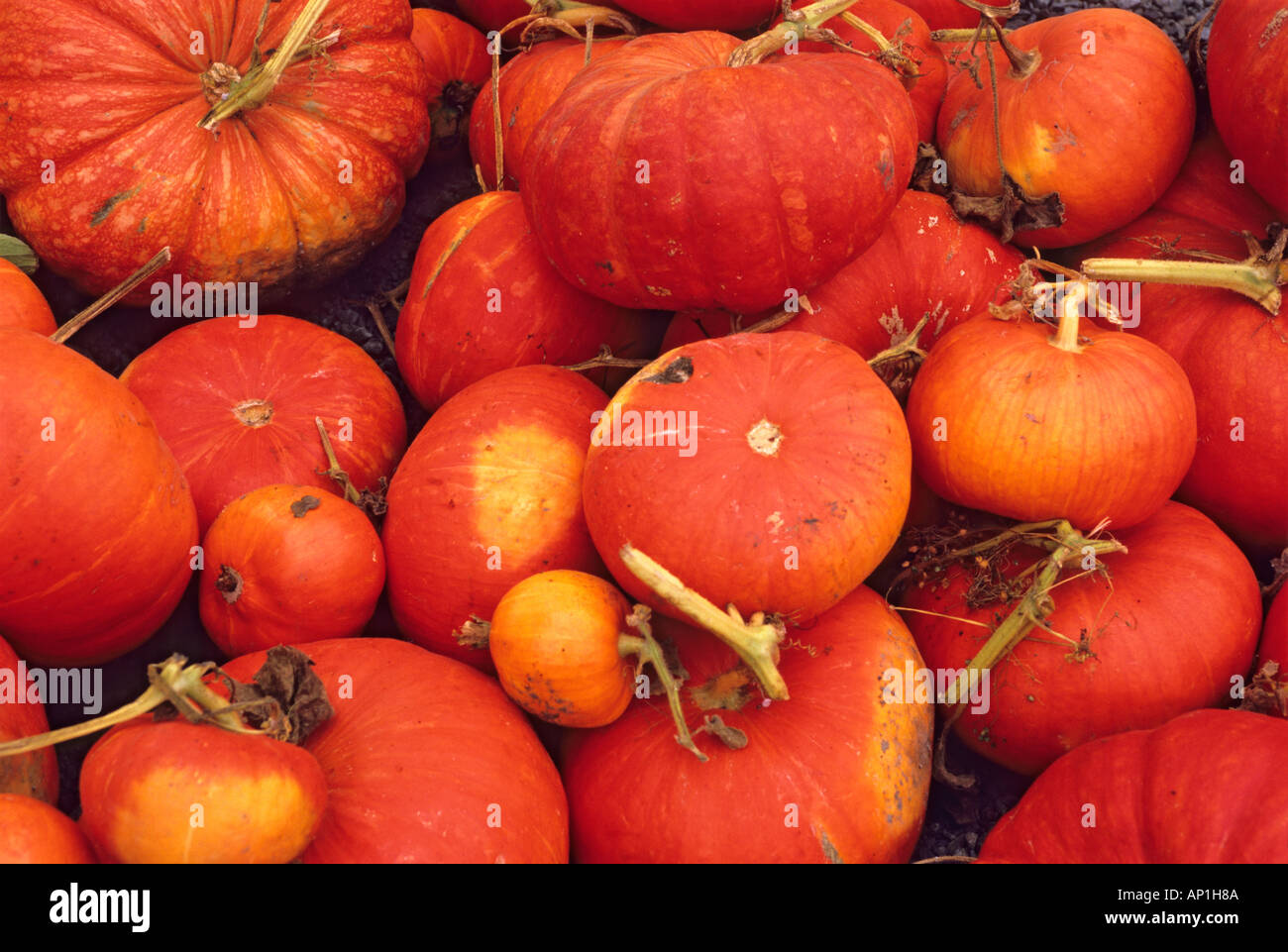 Fall of sebastopol hi-res stock photography and images - Alamy
