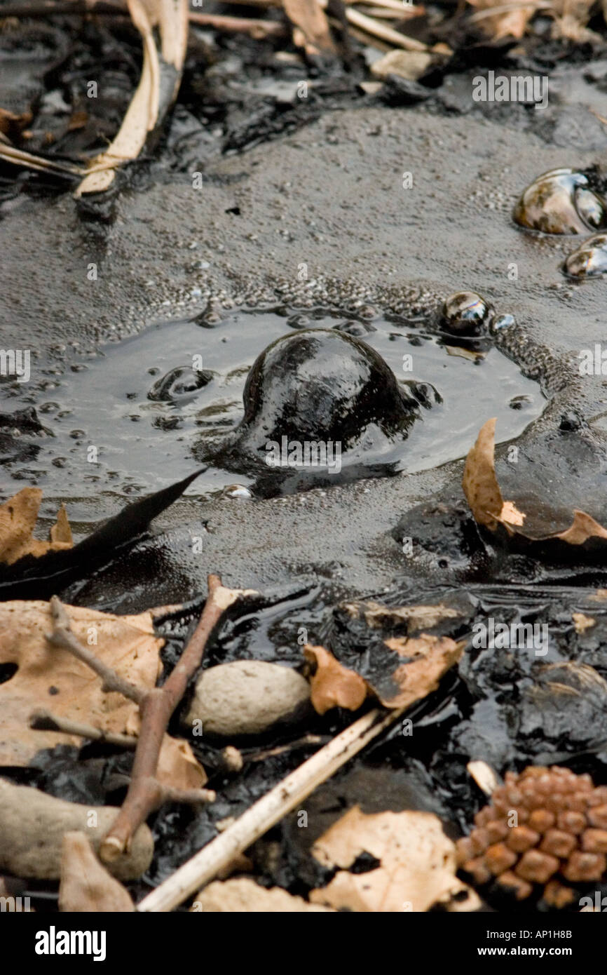Natural gas bubble slowly escaping from the Tar Pits, George C Page ...