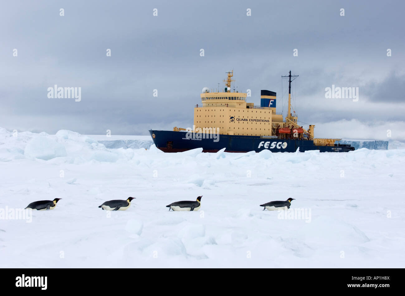 Emperor Penguins Aptenodytes forsteri passing ice breaker cruise ship ...