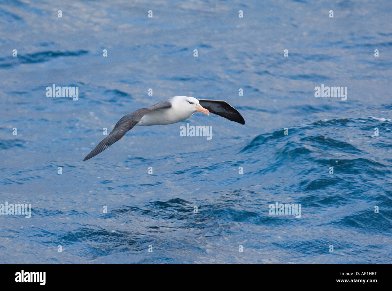 Black browed Albatross Thalassarche melanophrys Southern Ocean off Cape ...
