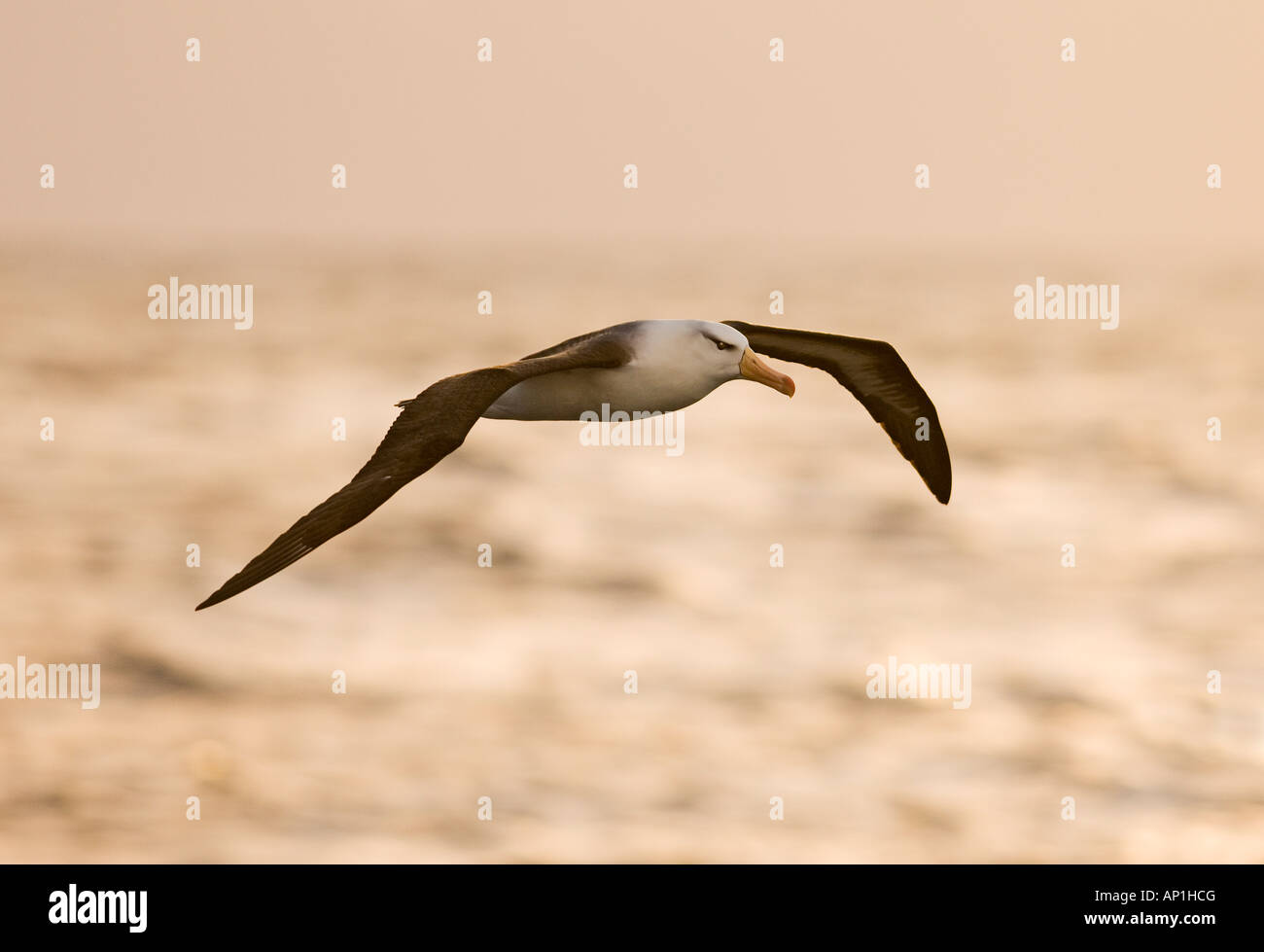 Black browed Albatross Thalassarche melanophrys Southern Ocean off Cape ...