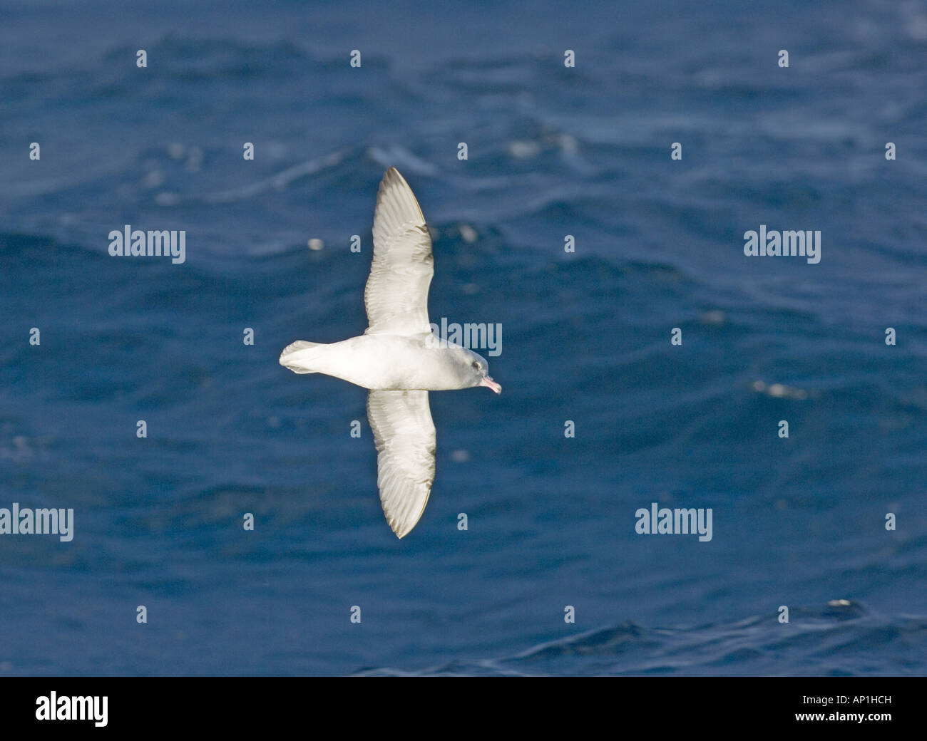 Southern Fulmar Fulmarus glacialoides Southern Ocean Stock Photo - Alamy